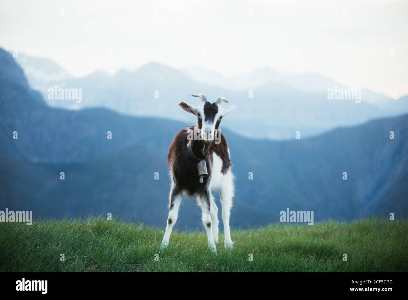 Cute black and white goat grazing on green lawn in foggy Pyrenees ...