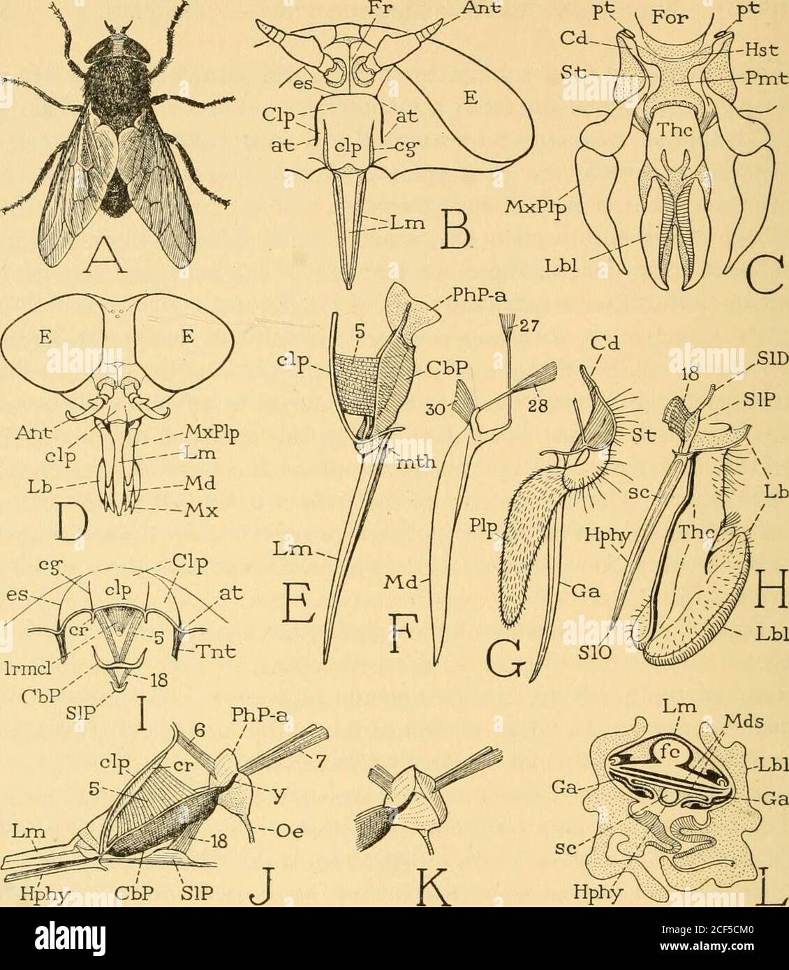 Simulium hi-res stock photography and images - Alamy