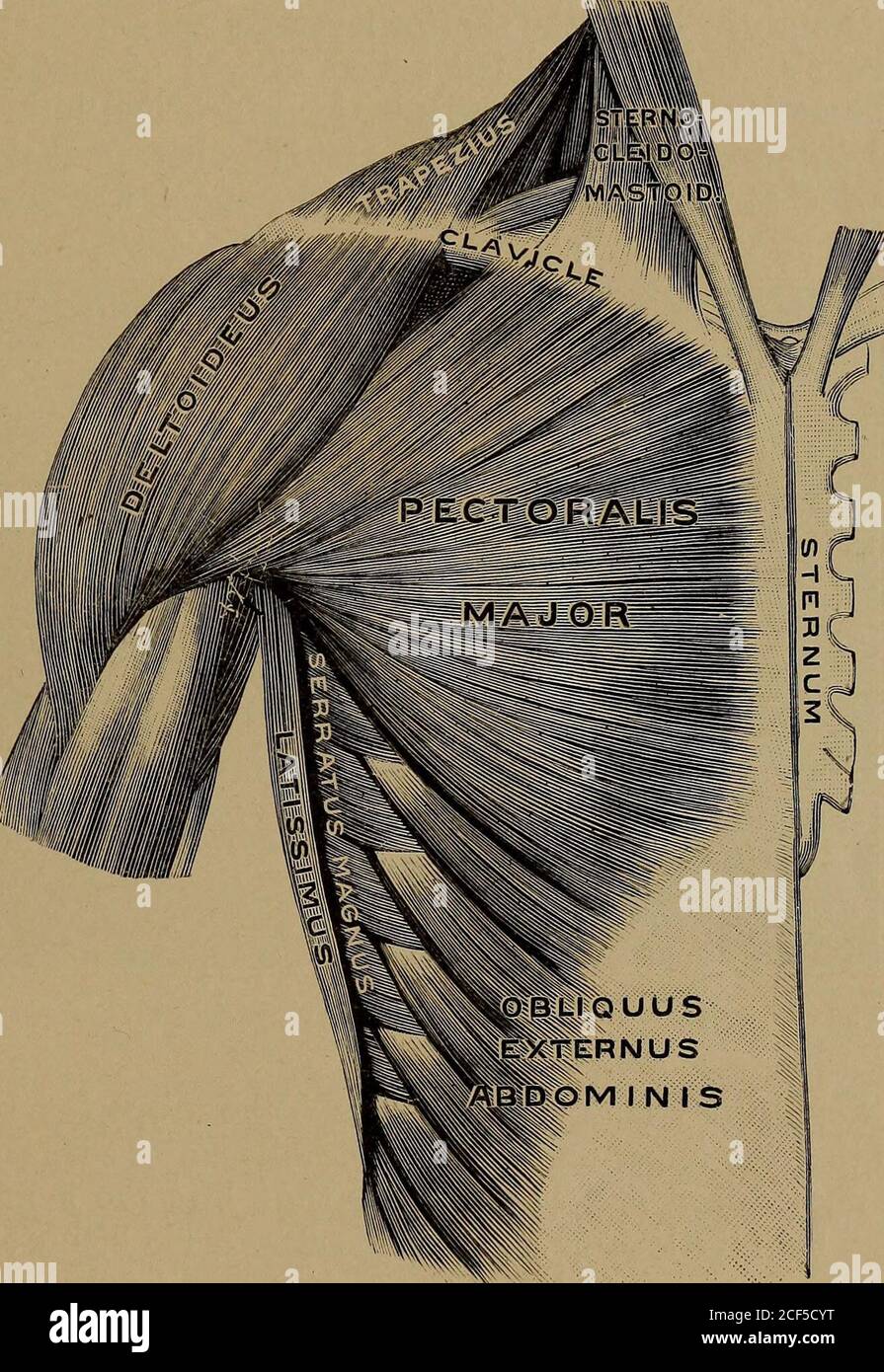 . Applied anatomy and kinesiology. ediately beneath the skinover the ...