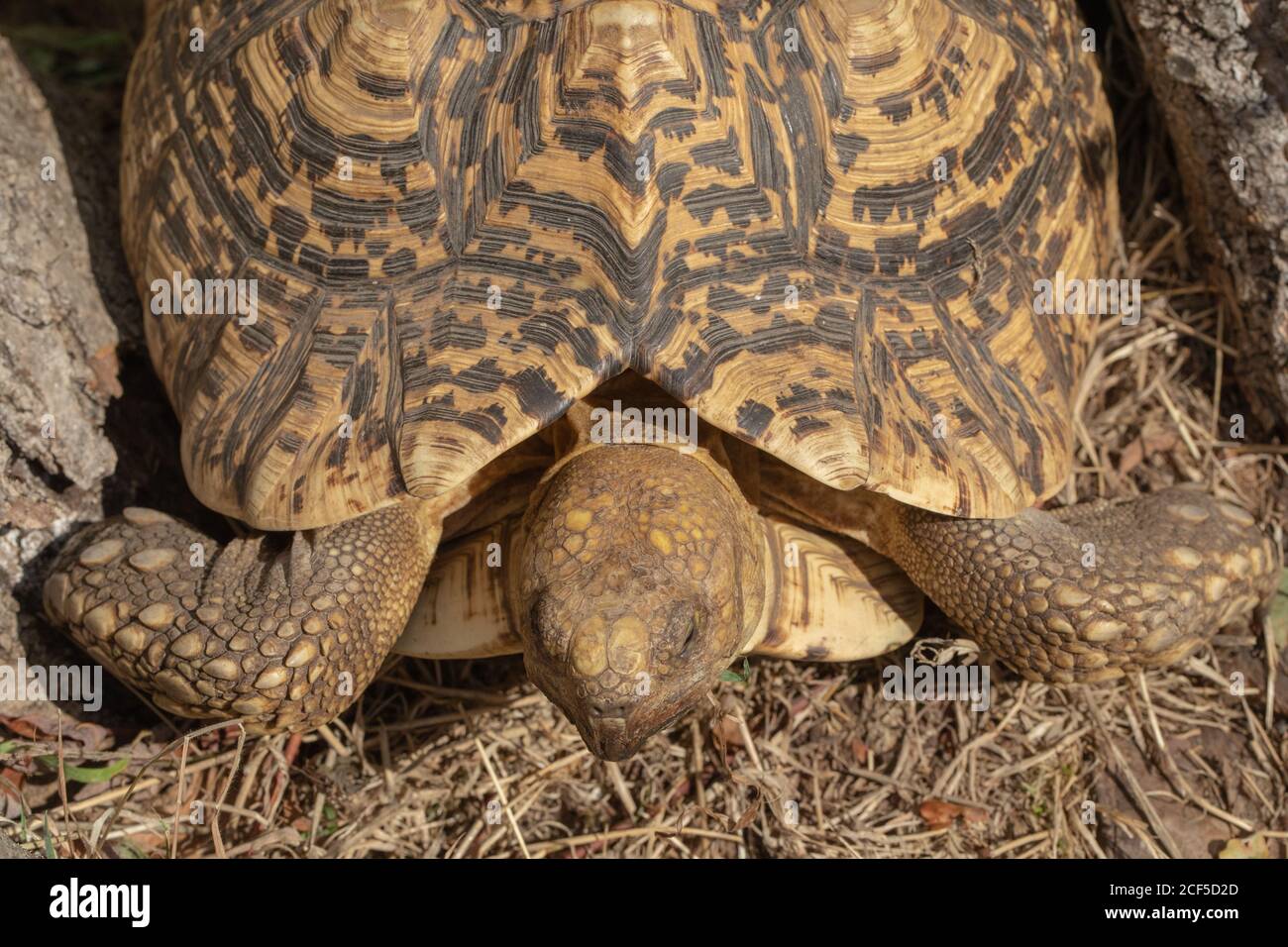 Leopard Tortoise (Stigmochelys pardalis). Dorsal view of carapace ...