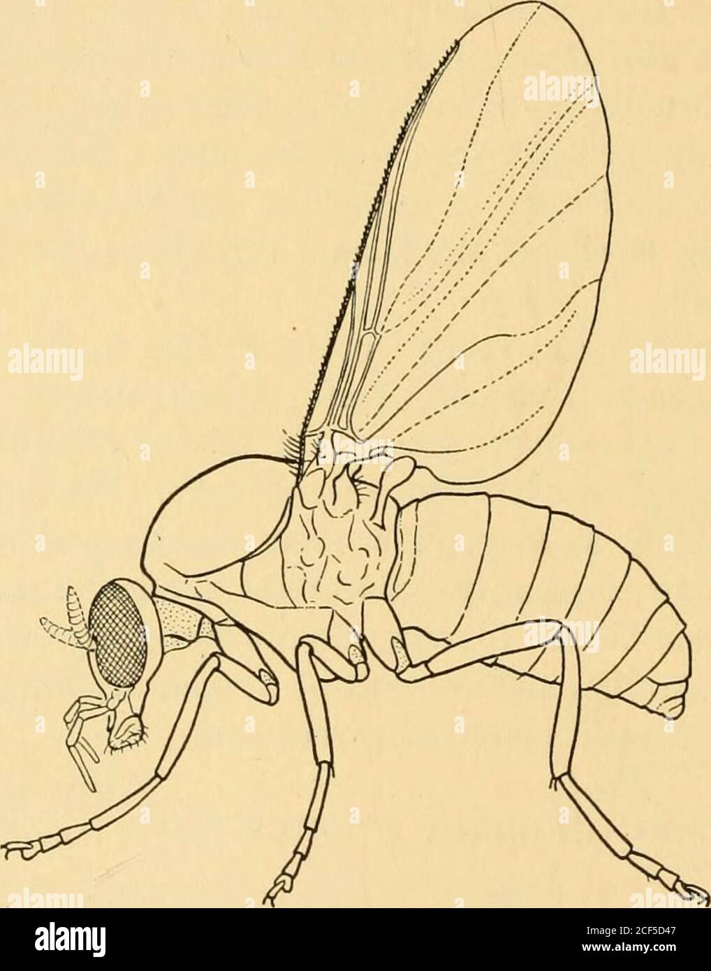 Simulium hi-res stock photography and images - Alamy