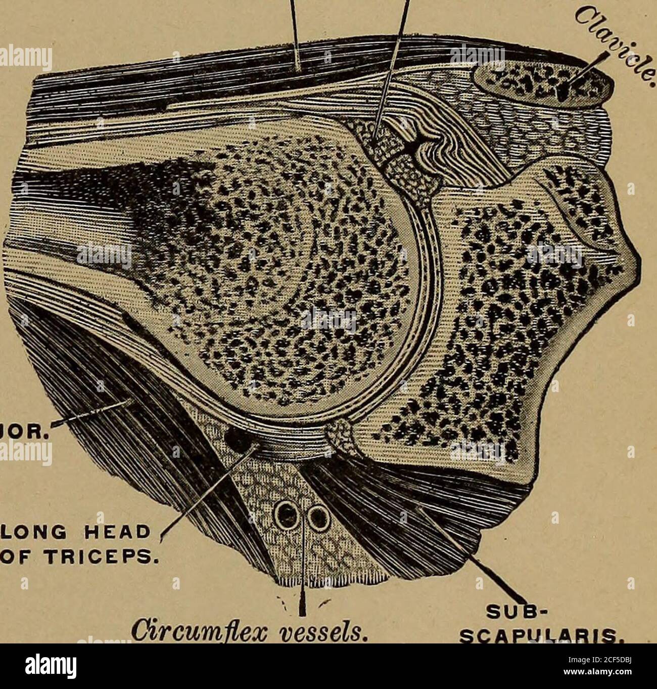 . Applied anatomy and kinesiology. DELTOID. SUPRASPINATUS. TERES MAJOR ...