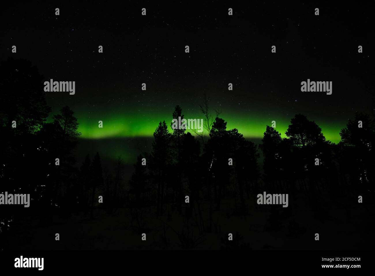 Green northern lights shining on night sky over conifer trees in nature ...