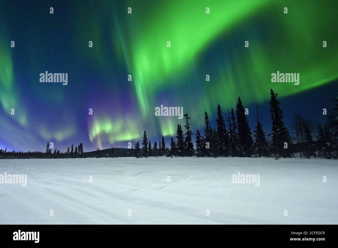 Green northern lights shining on night sky over conifer trees and snowy ...