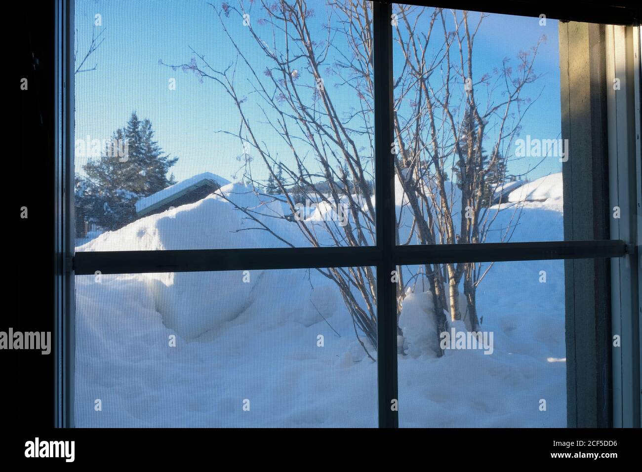 Leafless shrub growing in heap of clean white snow behind window of ...
