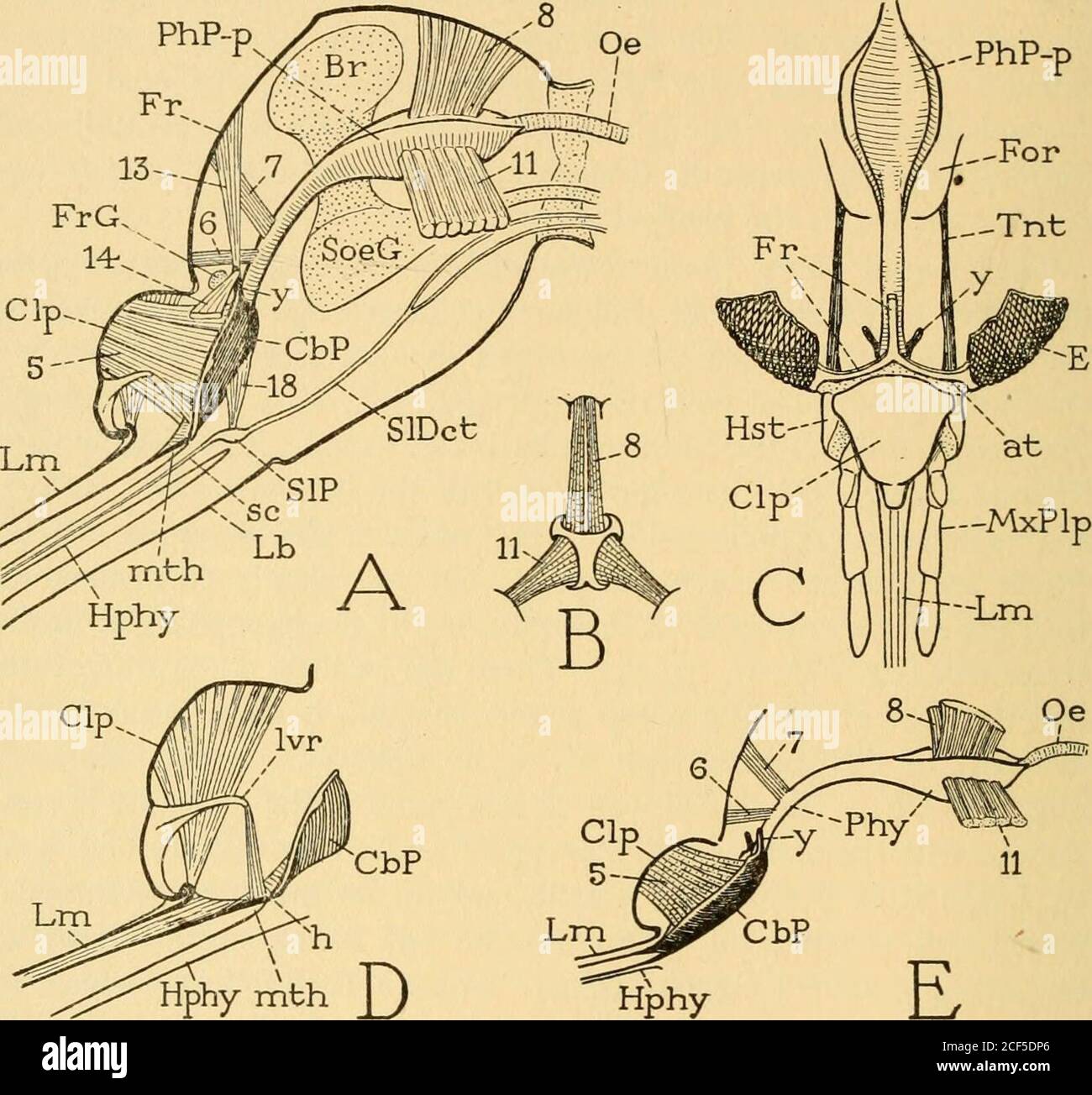 . Smithsonian miscellaneous collections. in the mouth region to the ...