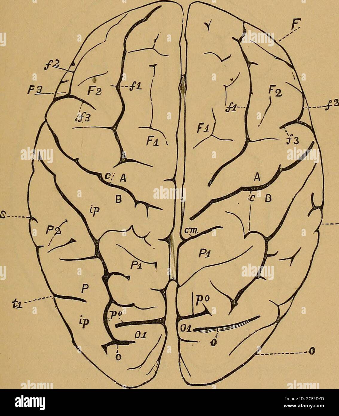 . A treatise on nervous diseases : their symptoms and treatment : a ...