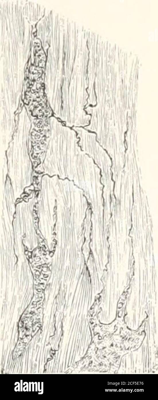 Longitudinal streaks hi-res stock photography and images - Alamy