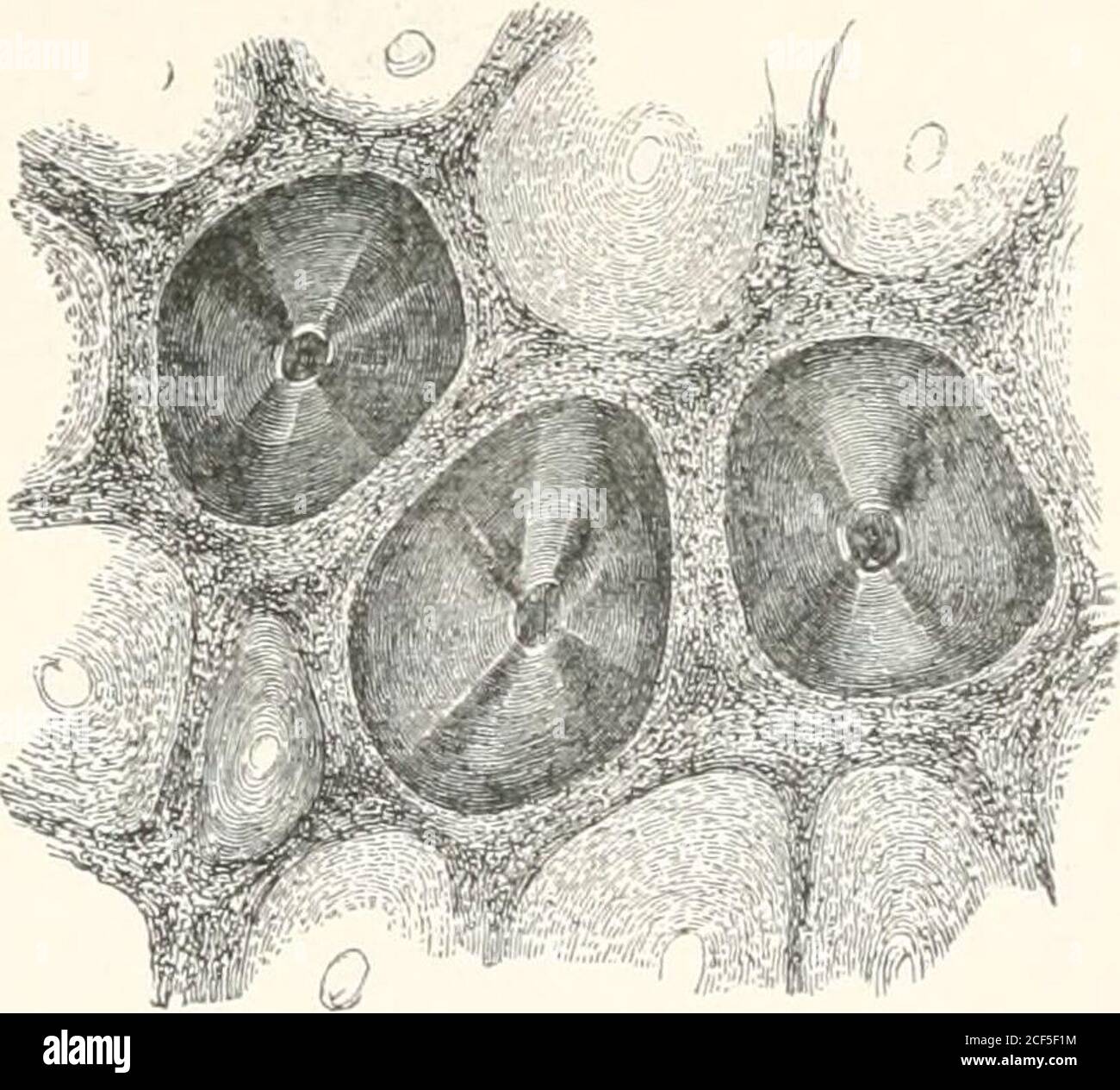 Microscope cross section cross sections hi-res stock photography and ...