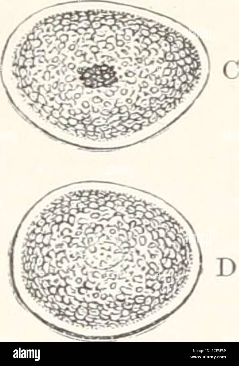 Hair medulla hi-res stock photography and images - Alamy