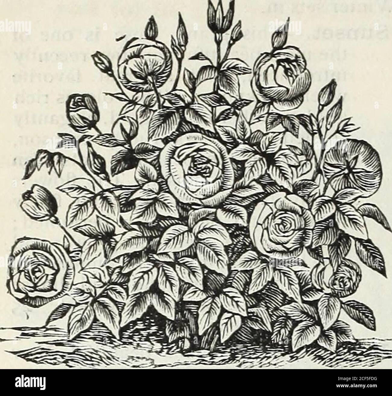 Madame hardy rose hi-res stock photography and images - Alamy