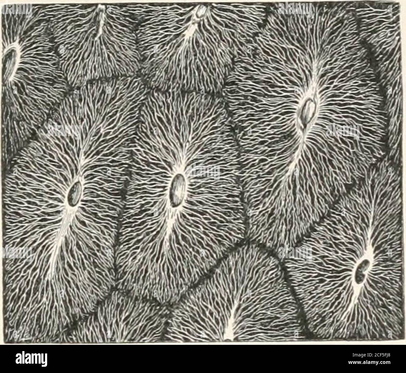 . The microscope and its revelations. posed of long prisms, closely ...