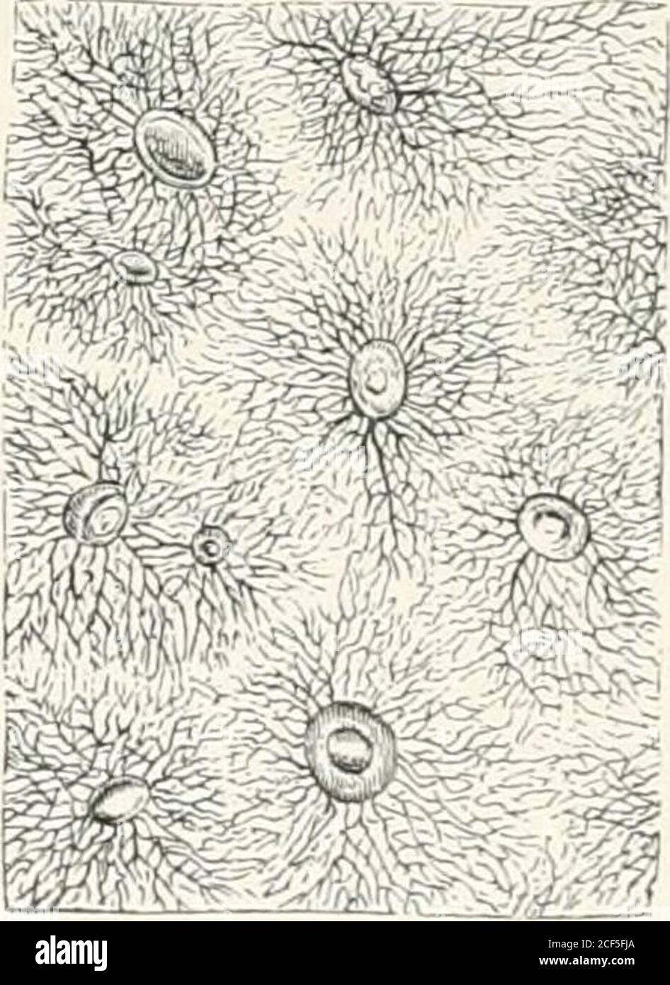 . The microscope and its revelations. ; 4o. .A1 PJ