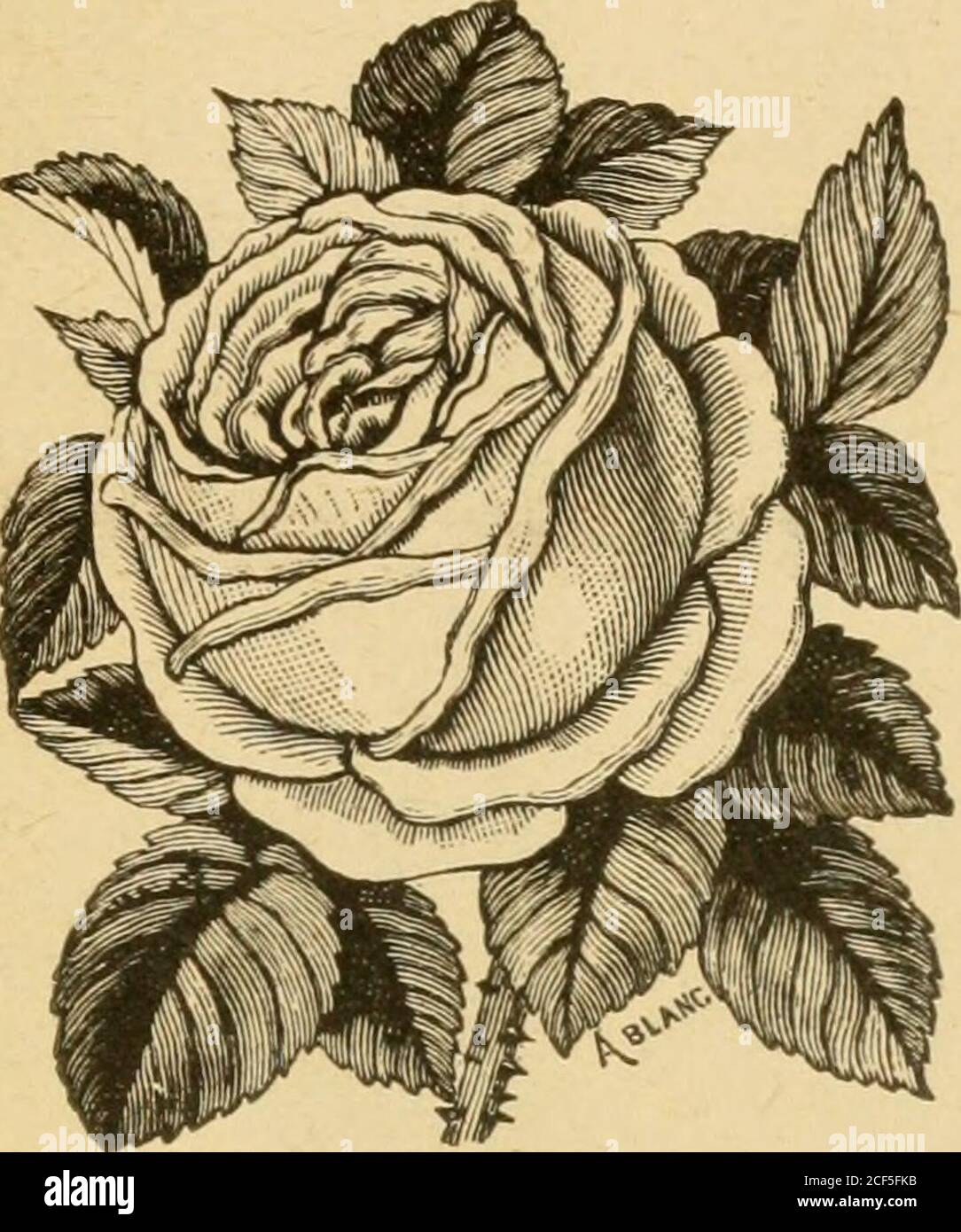 . Guide to hardy fruits and ornamentals. ery finest roses in exis-tence ...