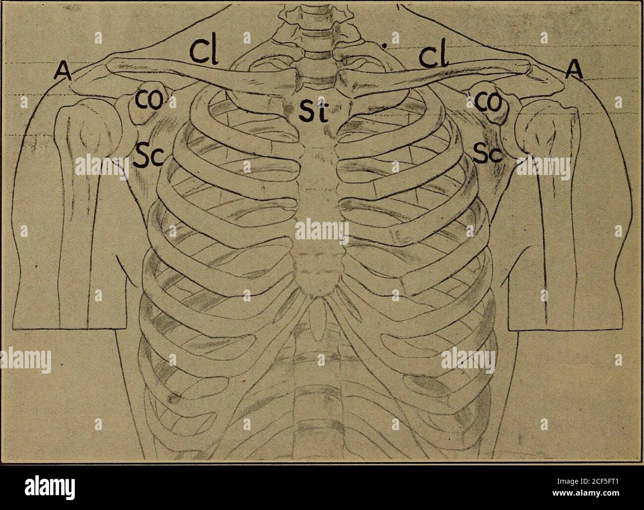 . Applied anatomy and kinesiology. Fig. 28.—The shoulder girdle, rear ...