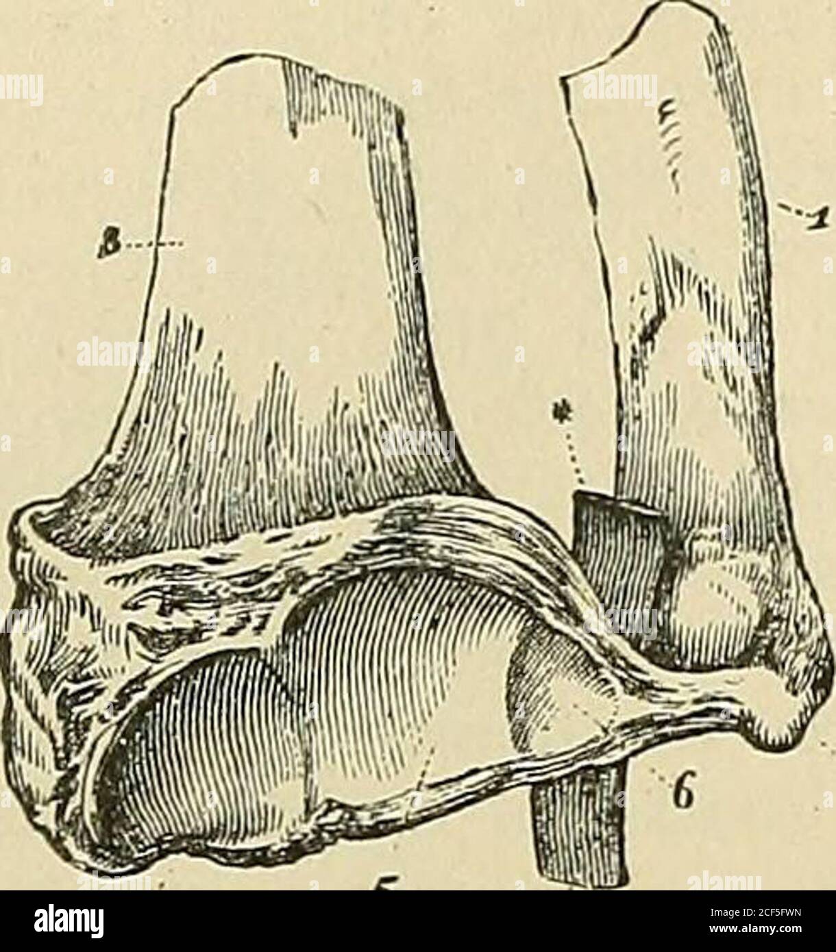 Interosseus border hi-res stock photography and images - Alamy
