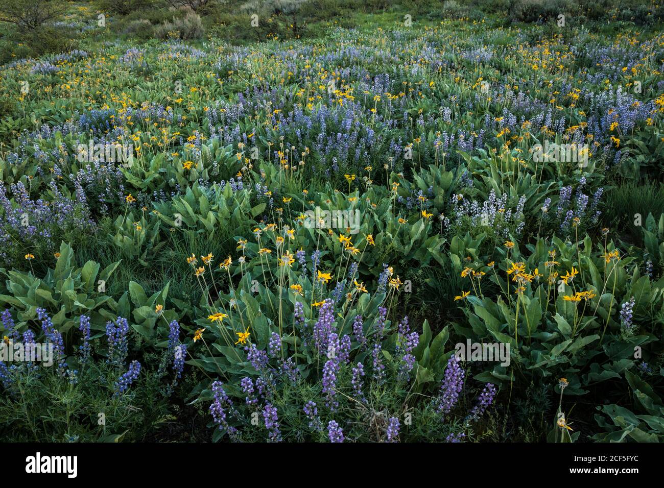 Balsamroot and lupine wildflowers hi-res stock photography and images ...