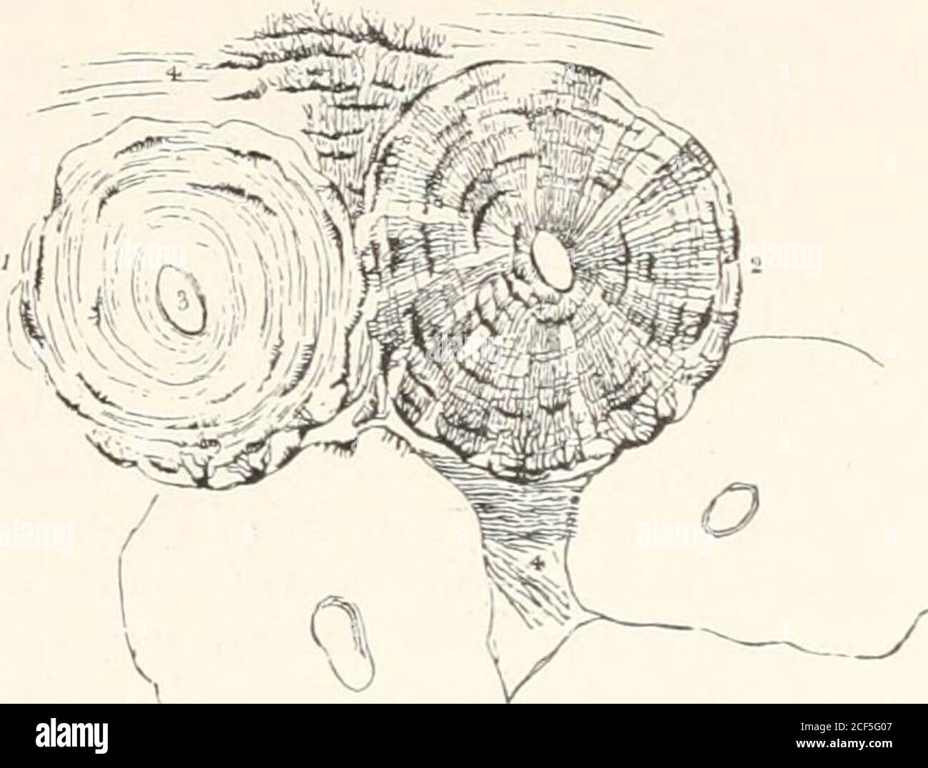 . The microscope and its revelations. far too minute to carry blood ...