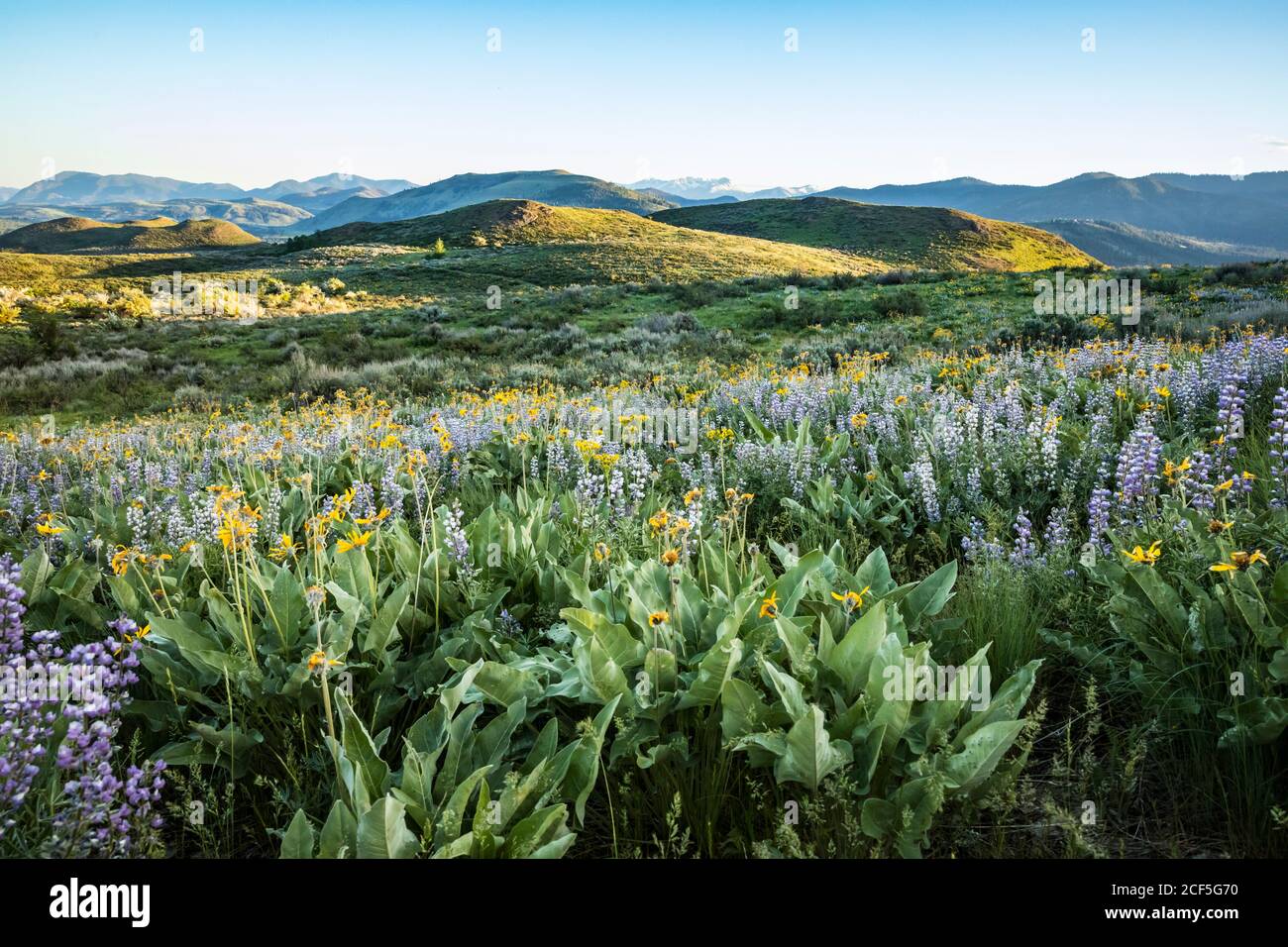 Valley of wildflowers hi-res stock photography and images - Alamy