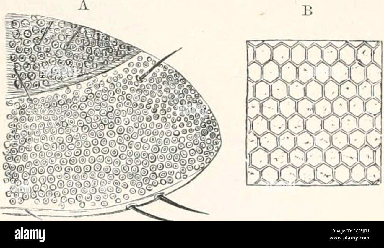 . The microscope and its revelations. pon them longerthan to specify ...