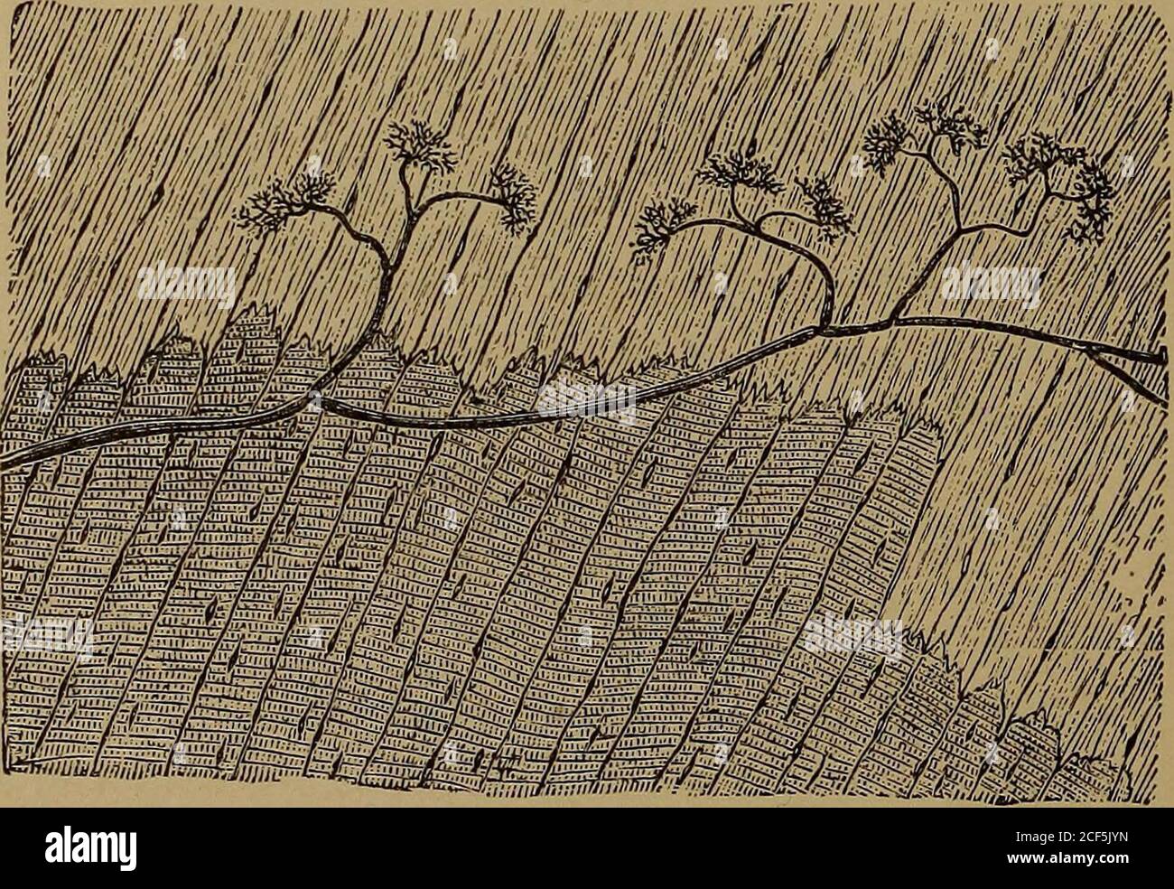 . Applied anatomy and kinesiology. FiG. 1.—Muscle magnified, showing ...