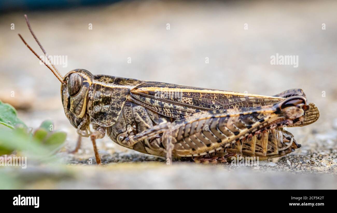 Locust close hi-res stock photography and images - Alamy