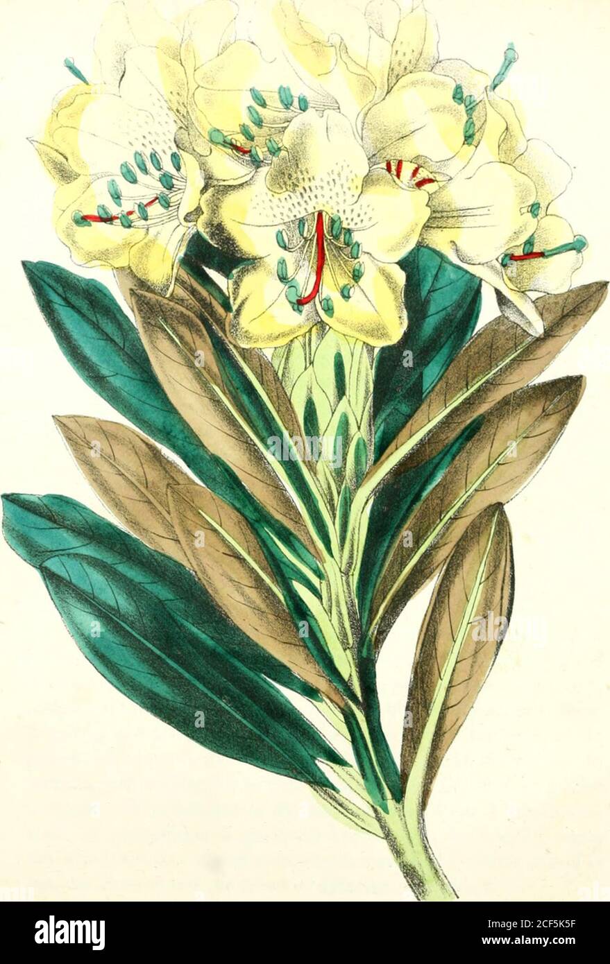 . The American flora : or history of plants and wild flowers ...