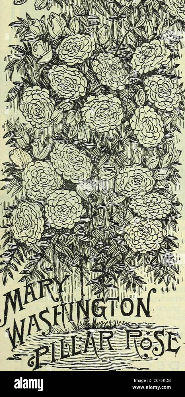 . Our new guide to rose culture : 1891 Stock Photo - Alamy