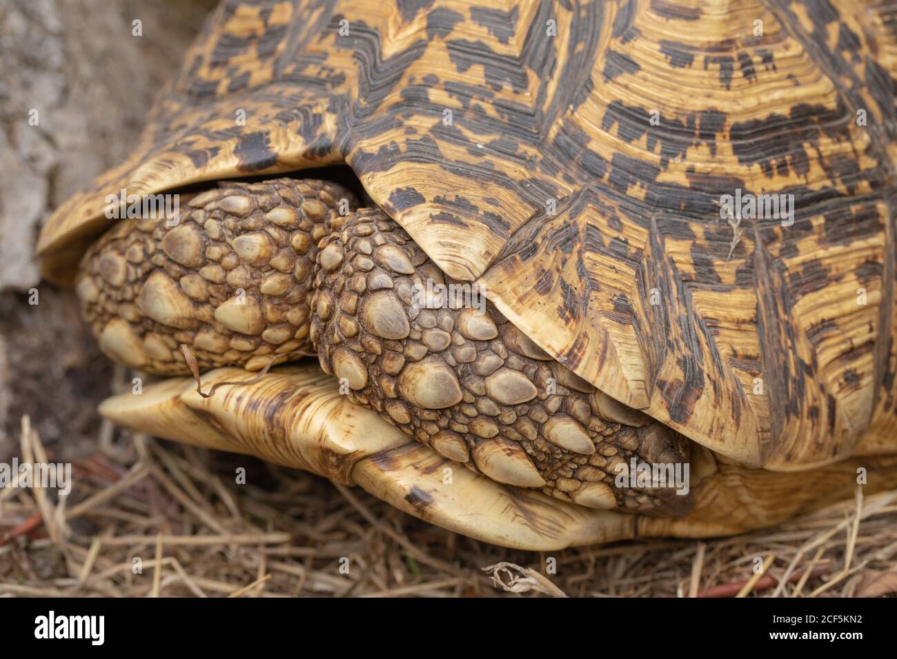 Heavily scaled legs hi-res stock photography and images - Alamy