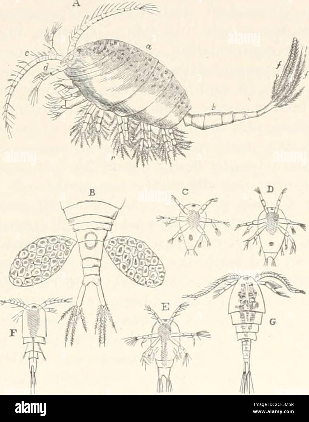 . The microscope and its revelations. G, successivevelopment. The ...