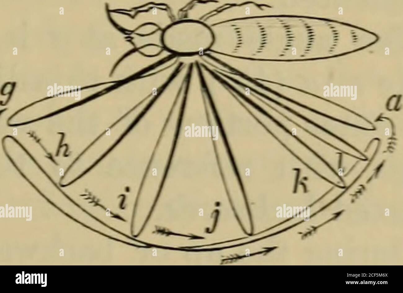 . Animal locomotion or walking, swimming, and flying : with a ...