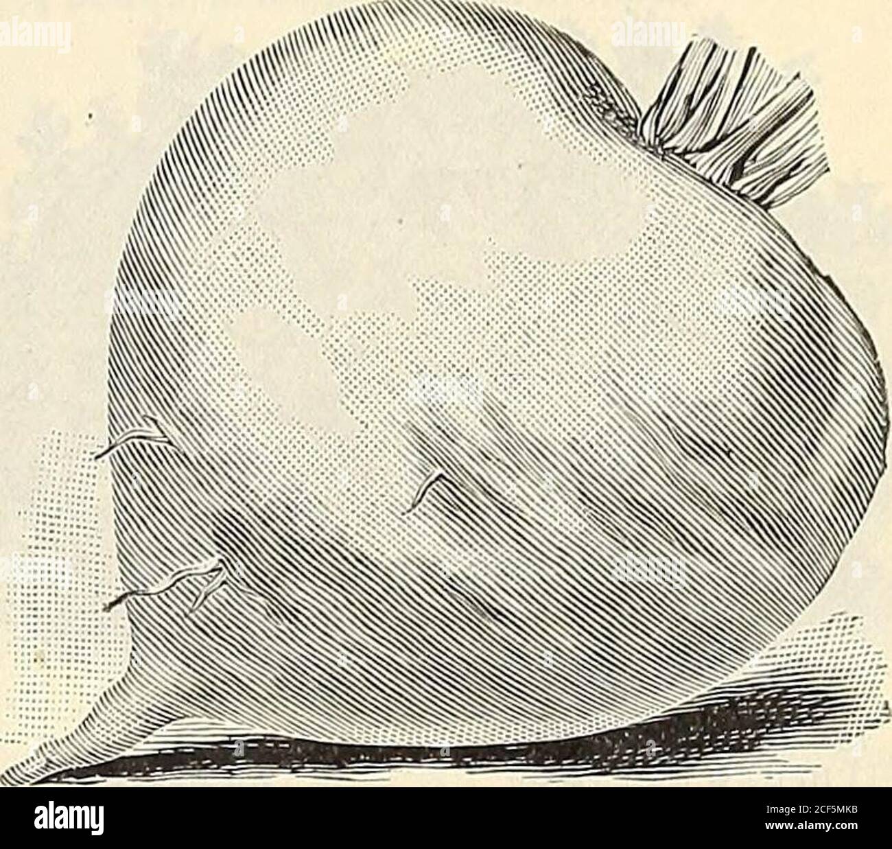 Vicks radish hi-res stock photography and images - Alamy