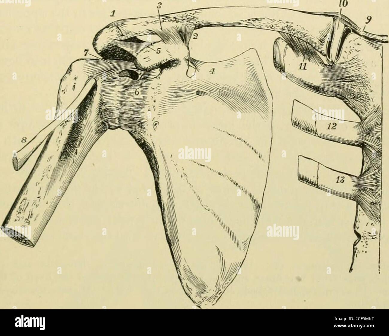 . Quain's Elements of anatomy. nectedto the acromion and coracoid ...