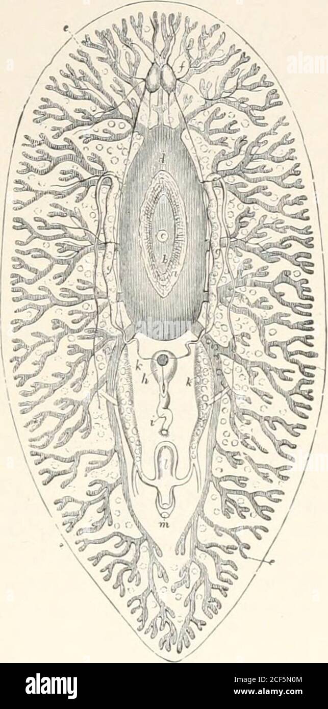 . The microscope and its revelations. two toforty) of ocelli or ...