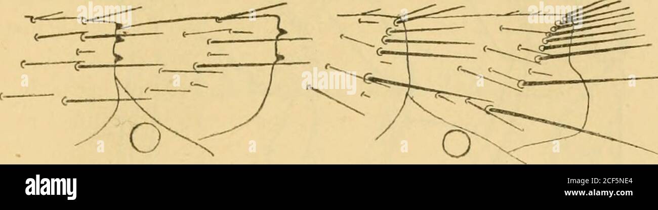 Genal combs hi-res stock photography and images - Alamy