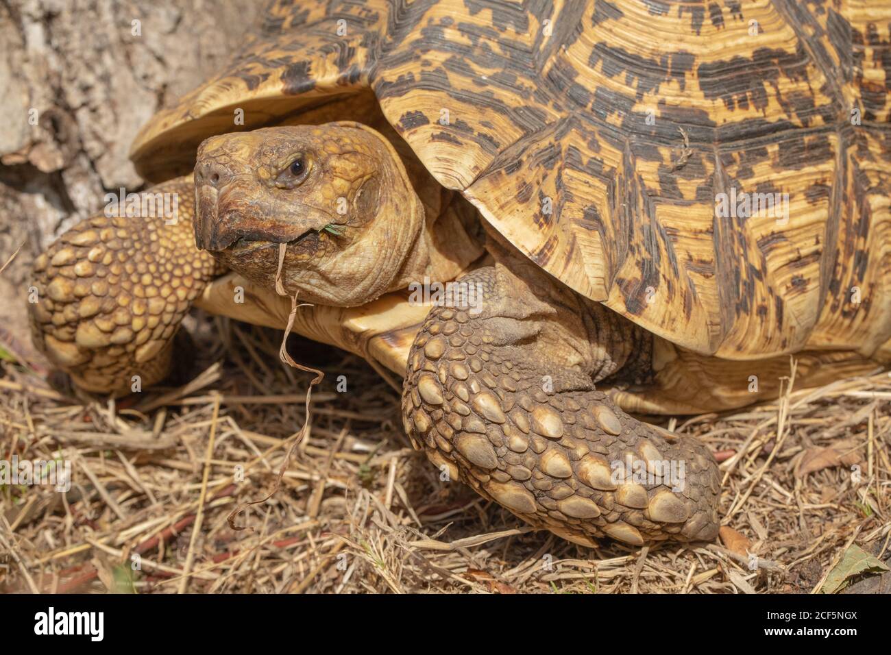 Leopard Tortoise (Stigmochelys pardalis). Foraging for vegetable, food ...