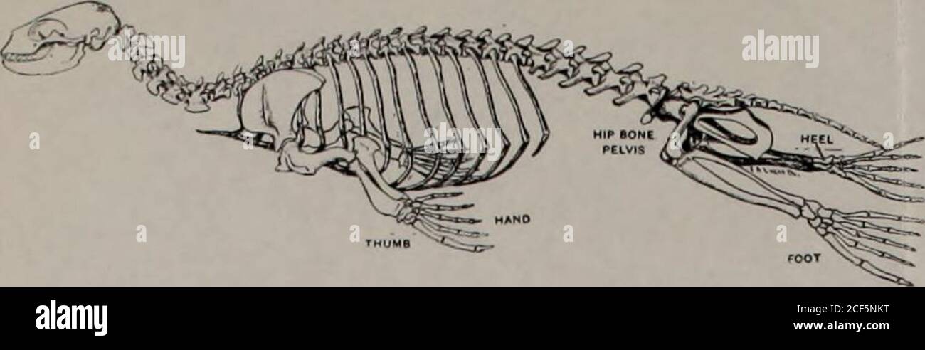 Cat skeleton legs hi-res stock photography and images - Alamy