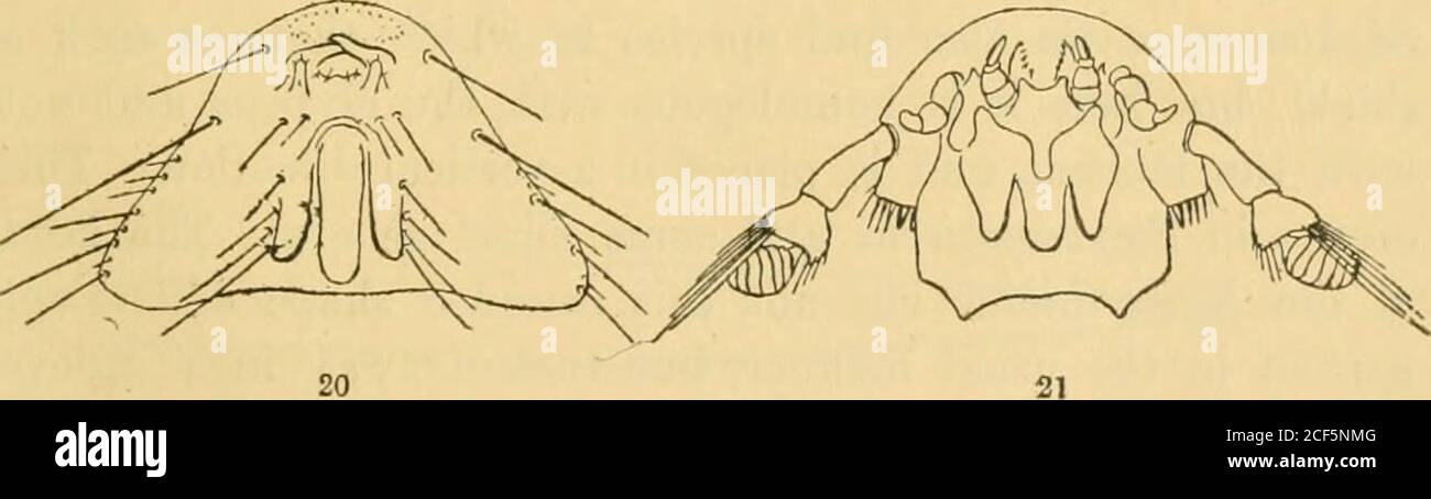 Strongly serrated edges hi-res stock photography and images - Alamy