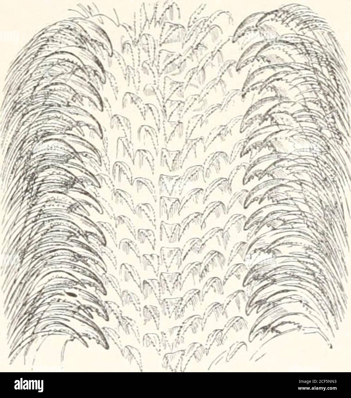 Leaf shaped teeth hi-res stock photography and images - Alamy