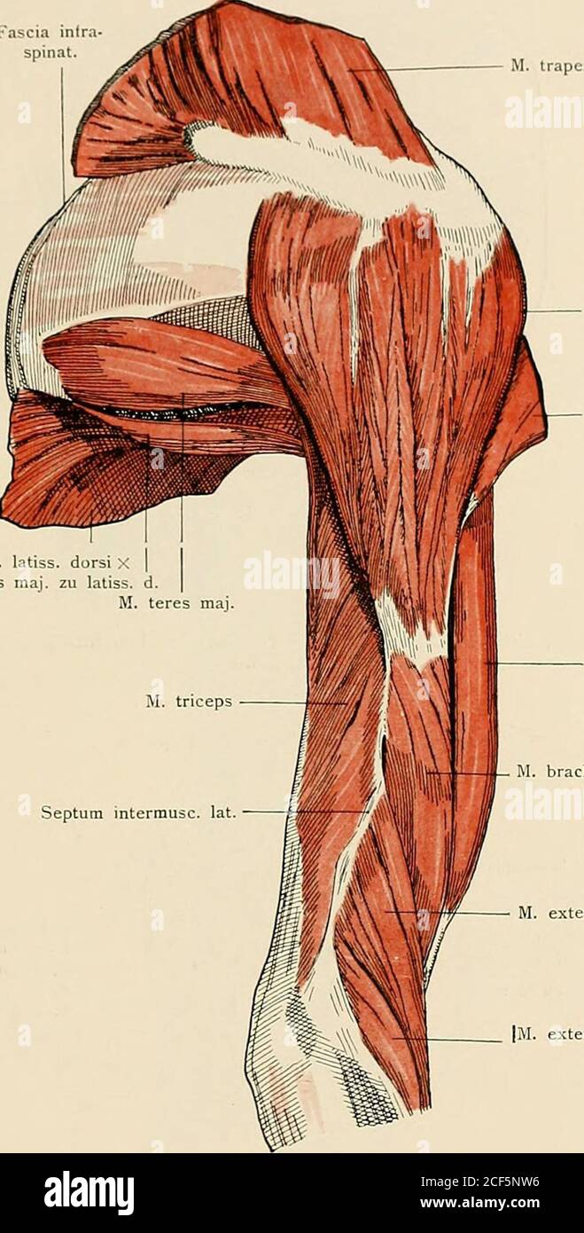 Antebrachii hi-res stock photography and images - Alamy