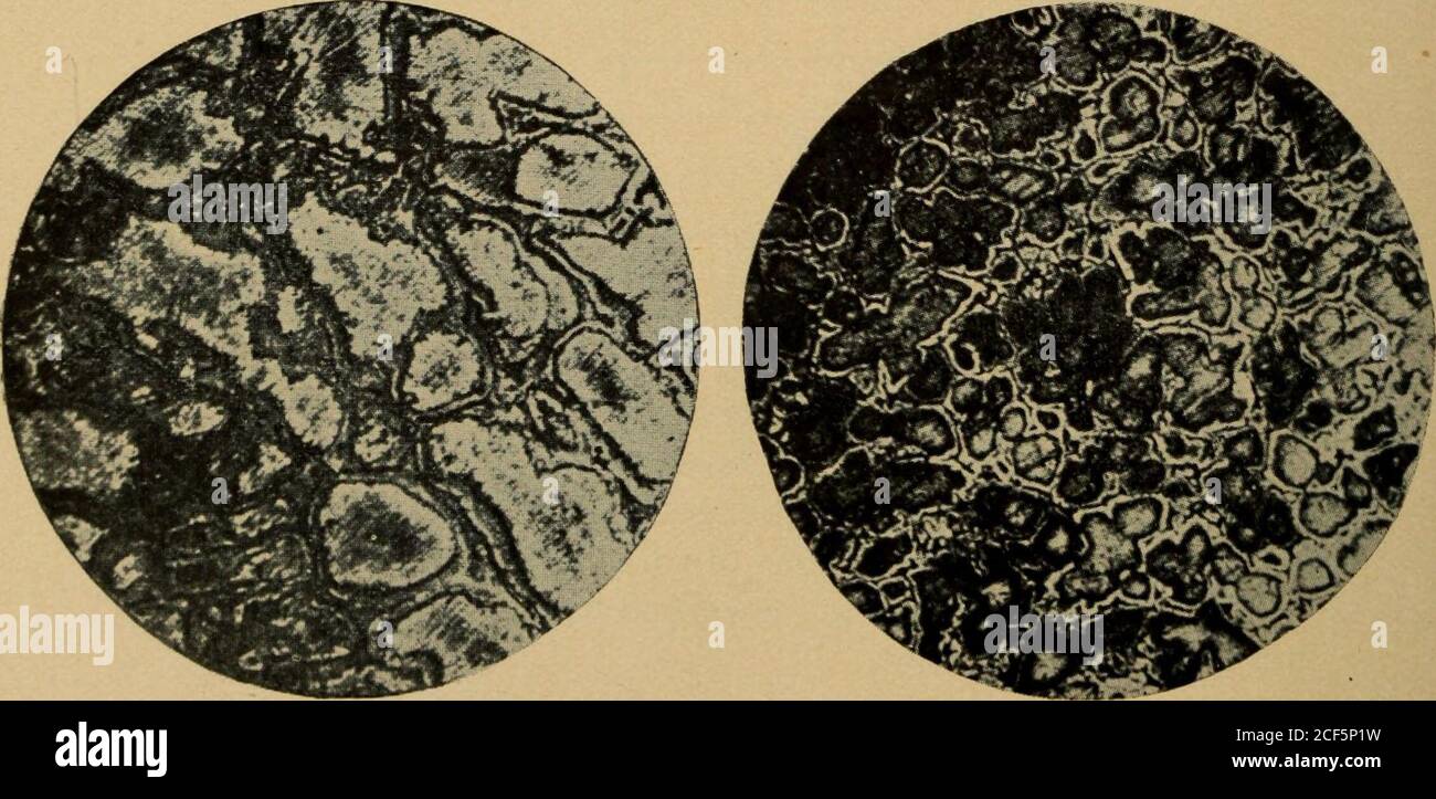 Brass Microstructure