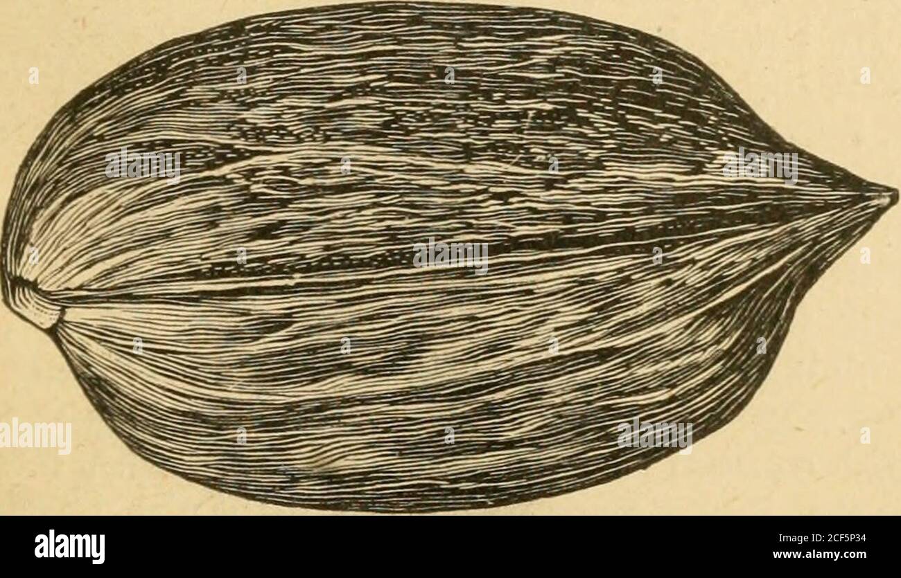 Dwarf chestnut tree hi-res stock photography and images - Alamy