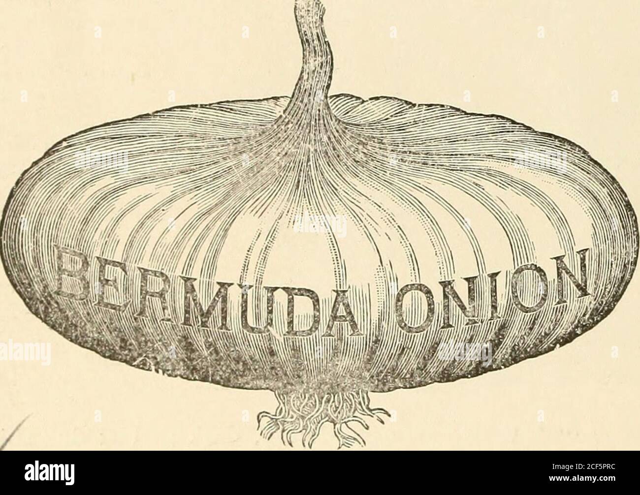 New 1901 crop of bermuda onion seed hi-res stock photography and images ...