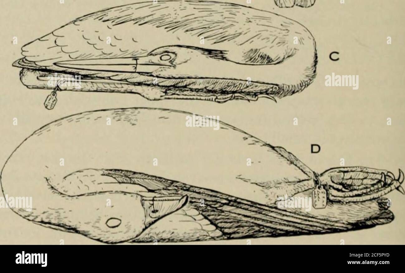 . Guide leaflet. I ,. Pig, 20. Method of arranging skins of some large ...