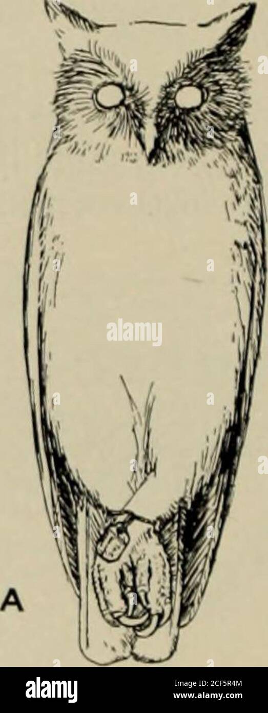 . Guide leaflet. Fig. 19. Pulling the tendons from the leg of a large ...