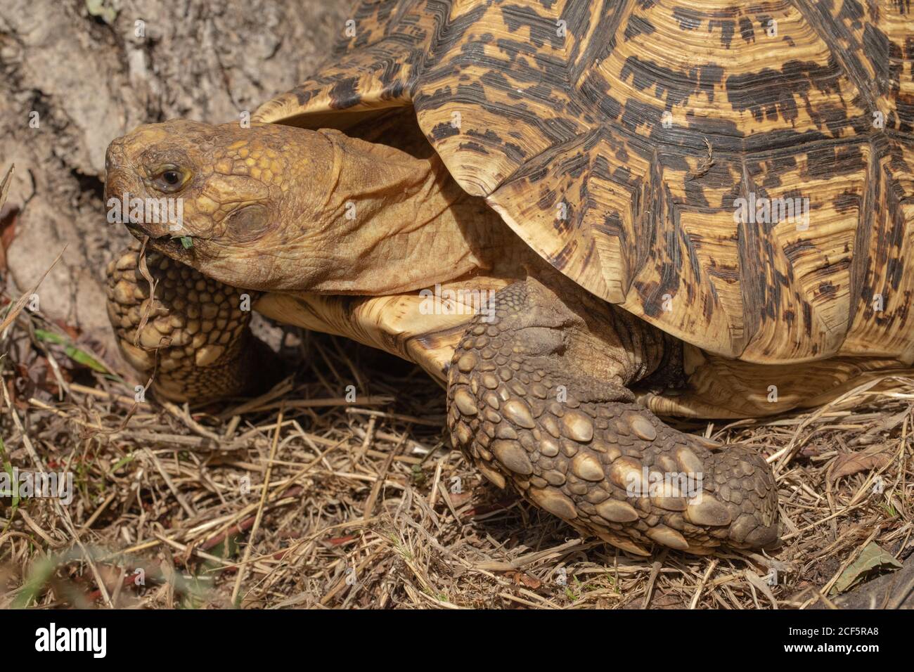 Pentadactyl limb hi-res stock photography and images - Alamy