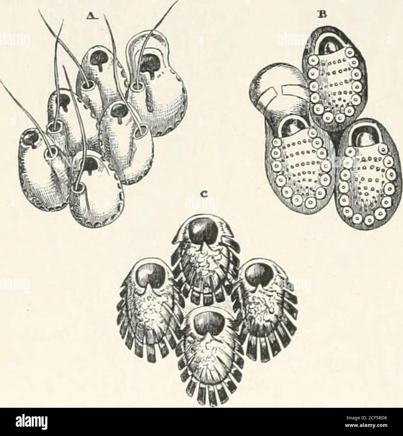 . The microscope and its revelations. may take place either from the ...