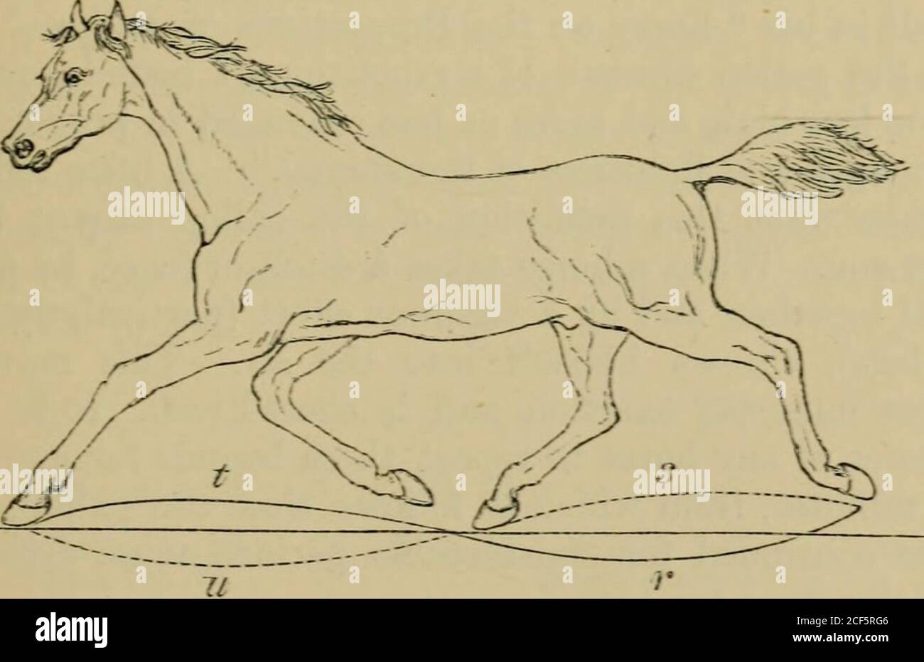 . Animal locomotion or walking, swimming, and flying : with a ...