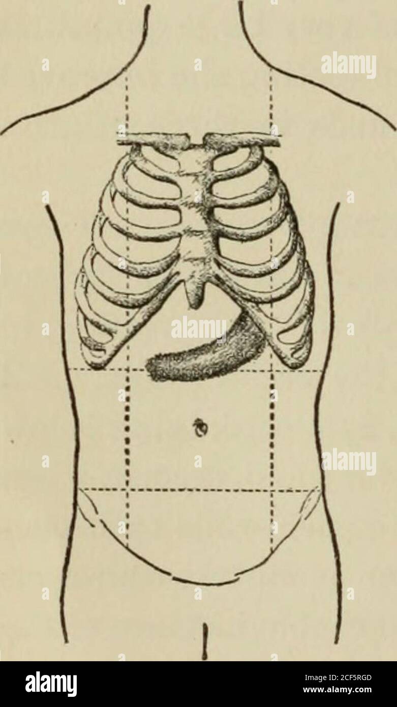 Hypochondrium hi-res stock photography and images - Alamy