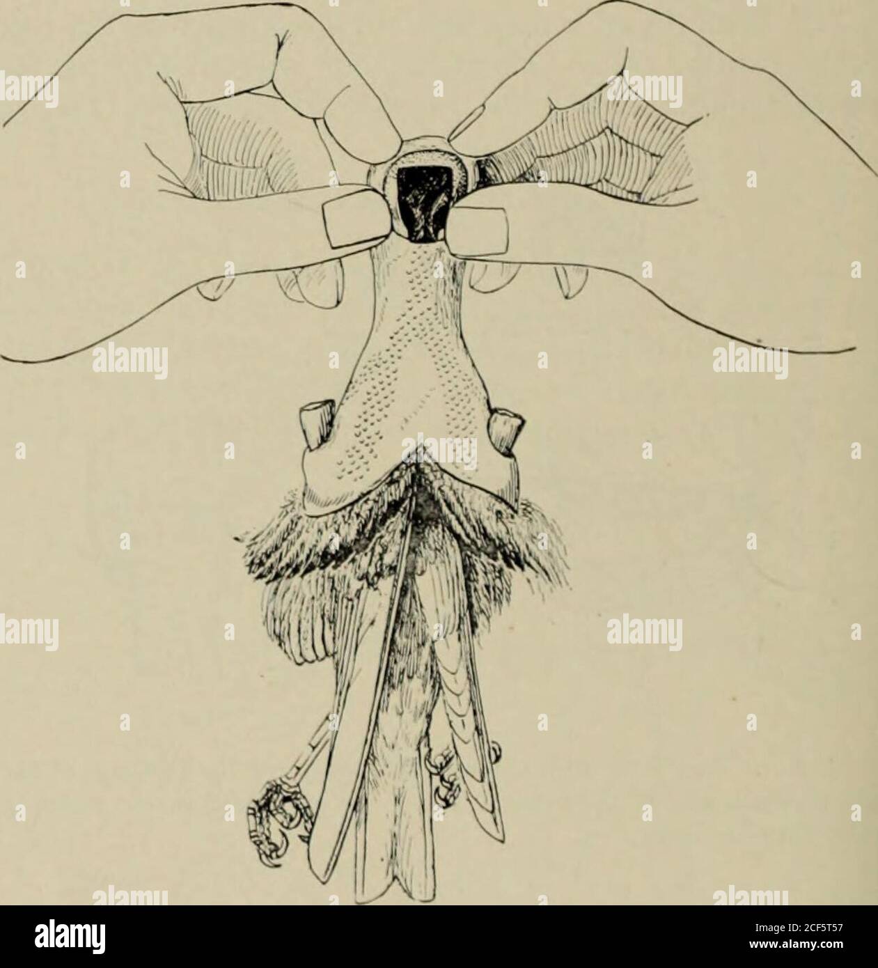 . Guide leaflet. -3 Beneath Behind Fig. 9. Four cuts with the scissors ...